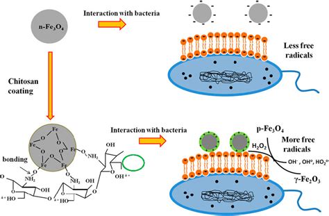 Figure 2 From The Role Of Reactive Oxygen Species Ros In The