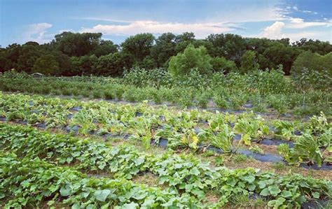 10 Farms For Fruit Picking Near Dallas Fort Worth 2025 Dfw Craft