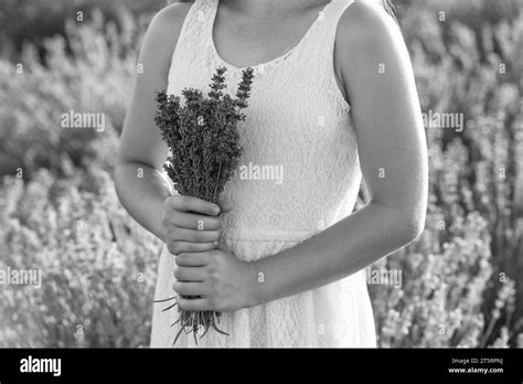 Cropped View Of Girl In Lavender Field Girl In Lavender Provence Girl