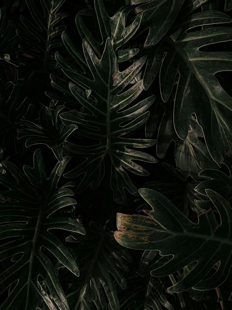 คลังภาพถ่ายฟรีของ กลางแจ้ง ก้าน การสังเคราะห์แสง การออกแบบธรรมชาติ ความเป็นป่า ชีวิตของพืช