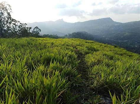 Galaha In Sri Lanka Amb Social