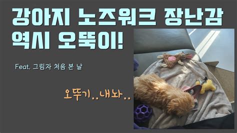 말티푸 강아지 오뚝이 노즈워크 장난감 처음 가지고 놀 때 Youtube