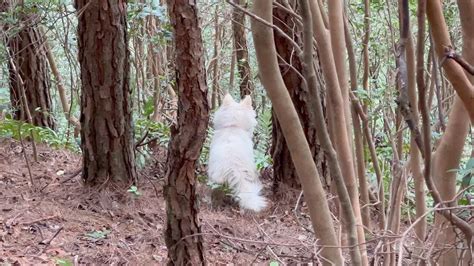 下司犬躲在森林深处观察怪兽活动情况，认真的样子有点可爱 Youtube