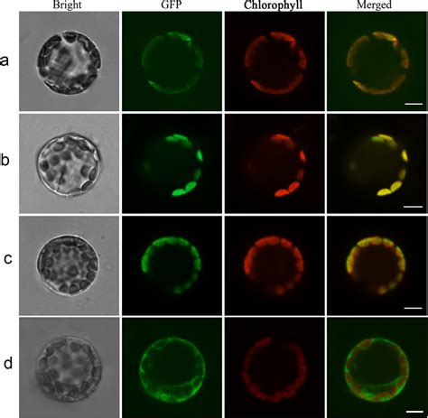 Subcellular Localization Of Hrhema Hrpor And Hrcao In Arabidopsis Download Scientific Diagram