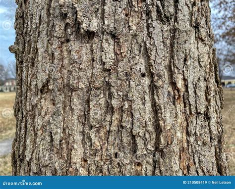 Tree Identification Bark Shagbark Hickory Carya Ovata Royalty Free