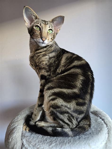 10 Cat Breeds That Form Remarkably Deep Connections With People