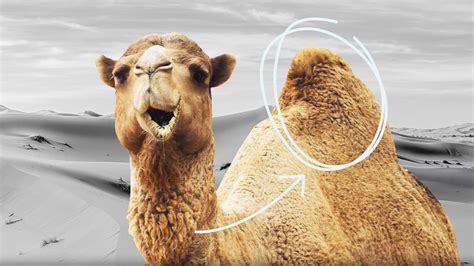 Camels Hump Animal At James Jain Blog