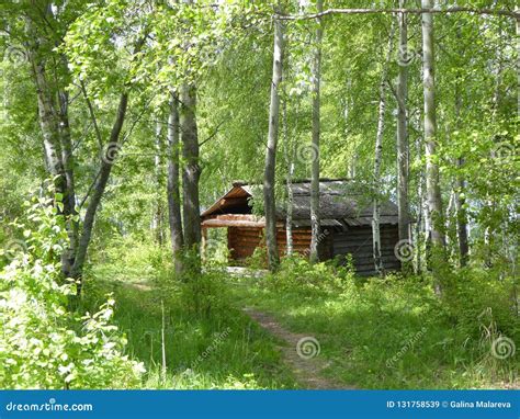 Siberian Forest Taiga Baikal Birch Forest Stock Image Image Of