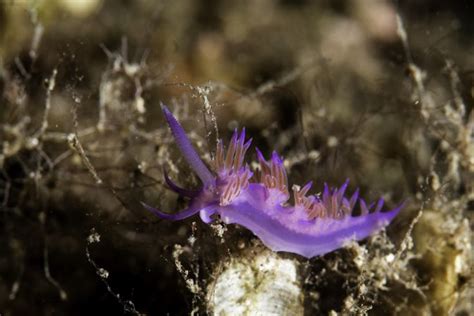 Nudibranch Or Flatworm Flatworm Sea Slug Underwater Photographer