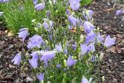Harebell Msd