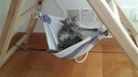 Diy Cat Hammock Hammocks