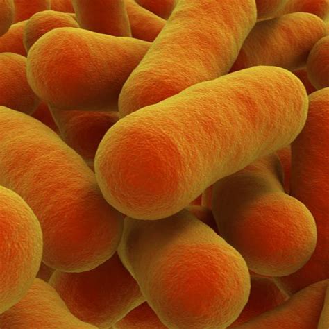 Christian Collet On Linkedin Escherichia Coli E Coli Is A