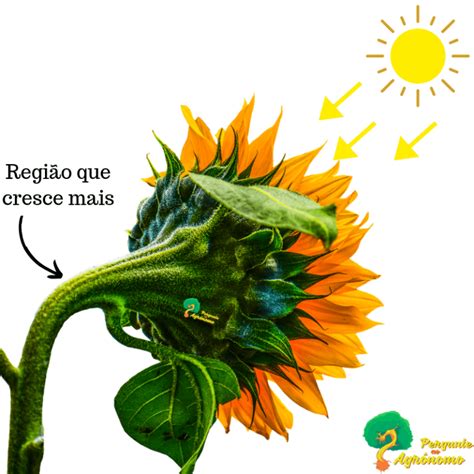 Girassol Benefícios Curiosidades E Dicas De Cultivo