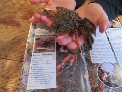 Planning A Marine Biology Unit Study An Adventurous Education