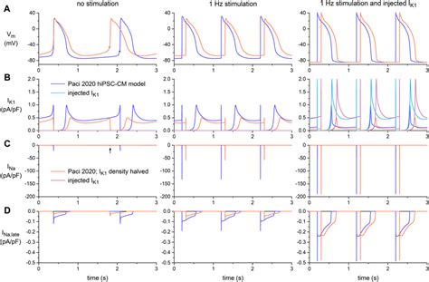 Frontiers Injection Of Ik1 Through Dynamic Clamp Can Make All The Difference In Patch Clamp