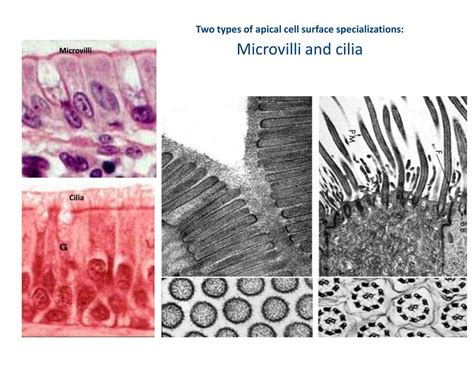 Ppt Histology Introduction And Epithelial Tissue Powerpoint