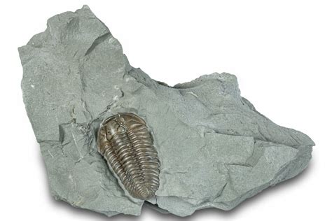 1 2 Flexicalymene Trilobite Fossil Indiana 289057 For Sale