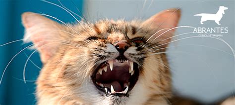Causas del estrés en gatos y cómo tratarlo ABRANTES Clínica Veterinaria