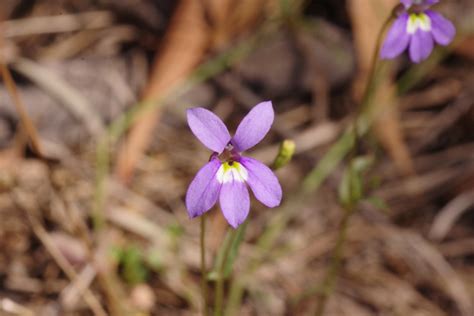 Lobelia Stenophylla From Point Stuart Nt 0822 Australia On July 14