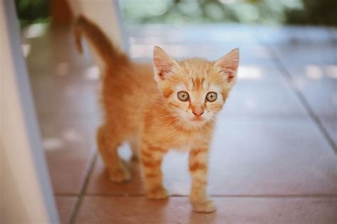 Cerebellar Hypoplasia In Cats Symptoms And Diagnosis