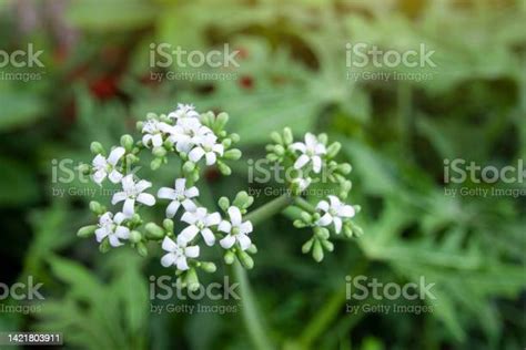 Cnidoscolus Aconitifolius 또는 Chaya 식물은 흐릿한 나무 배경에 꽃이 피고 새싹이 피어납니다 0명에