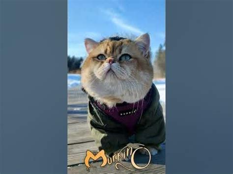 Привет , Меня зовут Идол. Я КОТ . А чего добился ты? - YouTube