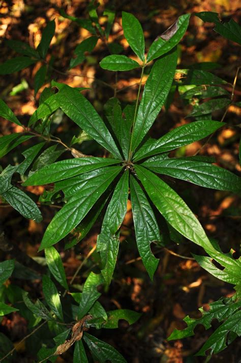 Litsea Litsea Flower Leaf Care Uses Picturethis