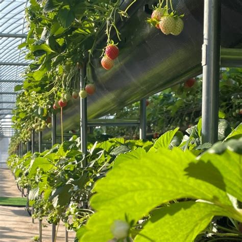 Strawberry Picking And Dessert Making Tour