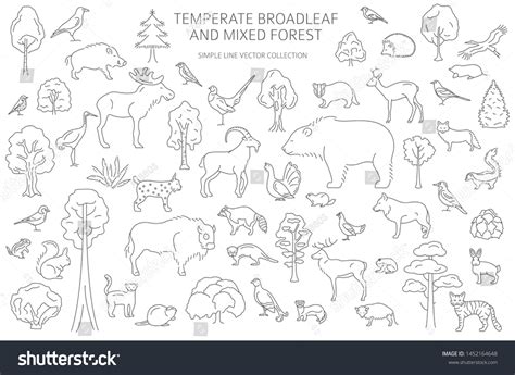 Terrestrial Ecosystem Drawing