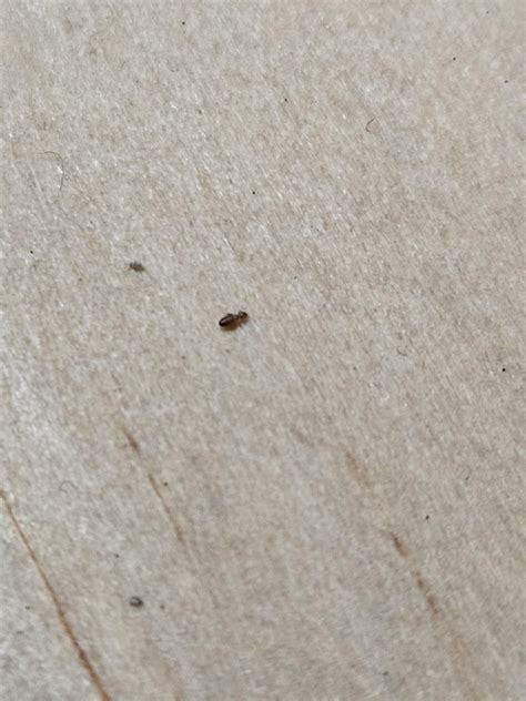 Are These Psocids Uk Based Rpestcontrol