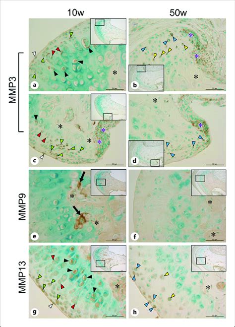 Immunohistochemical Staining For The Expression Of Matrix Download