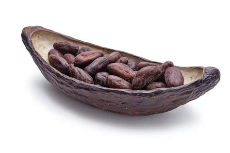 A Stunning Display Of Cocoa Beans In A Natural Pod This Image Captures The Essence Of Chocolate