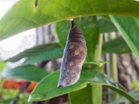 Dark Brown Cocoons Under The Leaves Stock Image Image Of Nature Wing