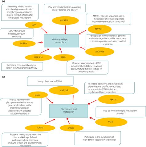 A B Using Bioinformatic Microribonucleic Acid Microrna Target Gene