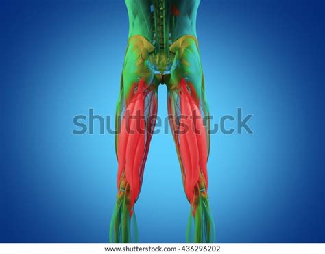 Hamstring Muscle Group Human Anatomy Muscle Stock Illustration 436296202 Shutterstock