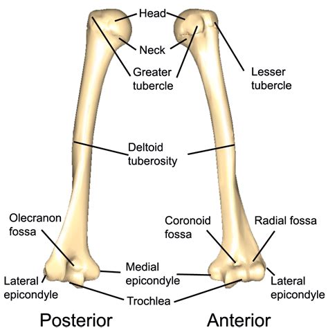 Humerus Labeled