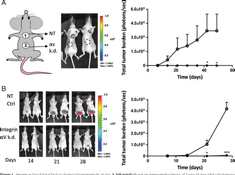 Figure 4 From Tumorigenesis And Neoplastic Progression Integrin V