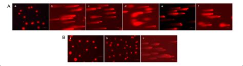 Single Cell Gel Electrophoresis Data Comet Assay In Hct116 Cells A