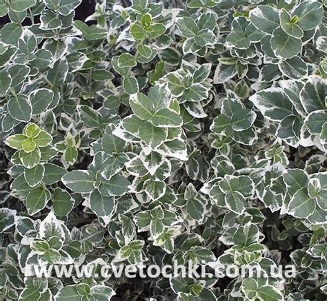Бересклет «Emerald gaiety/Эмеральд гаети» - Интернет-магазин cvetochki ...