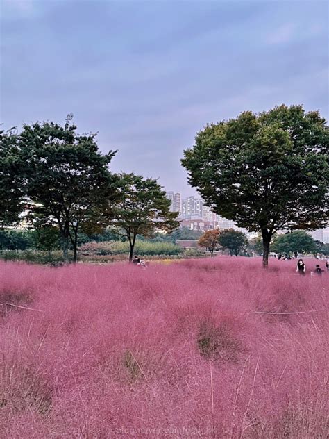 서울 근교 가볼만한 곳 핑크뮬리 명소 하남 미사경정공원 네이버 블로그