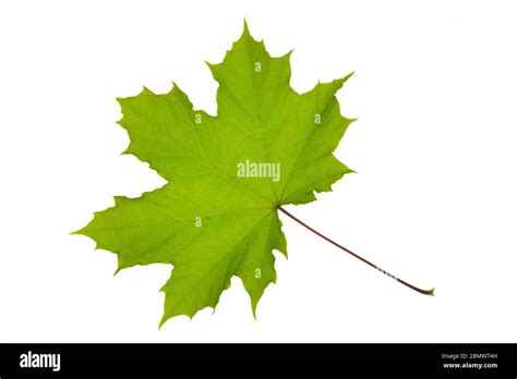 Leaf Of Maple Tree Isolated Stock Photo Alamy