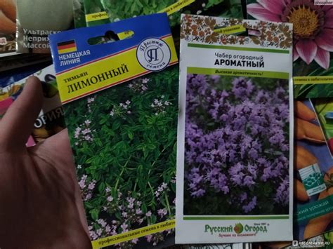 Чабрец семена (53 фото)