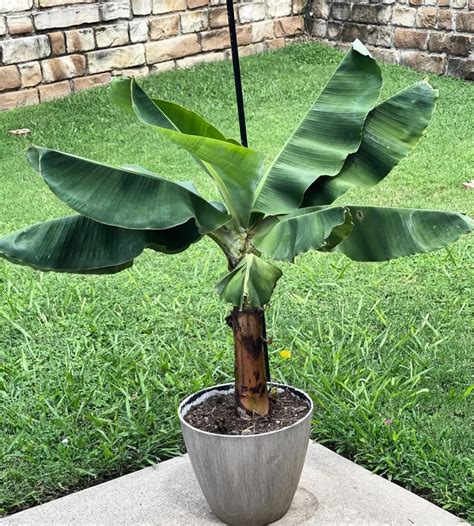 How To Grow Your Own Dwarf Cavendish Banana Tree