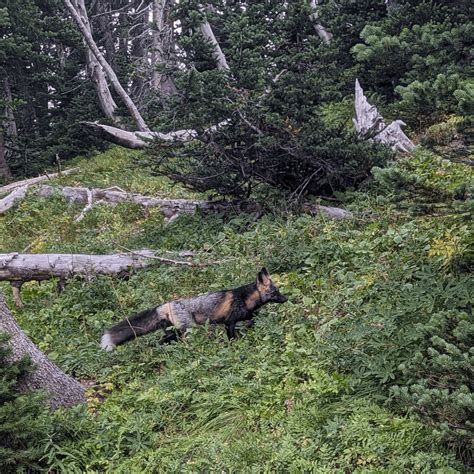 I Suspect A Chipmunk What Do You Guys Think Is It Bad Hes Living Under My Foundation If So