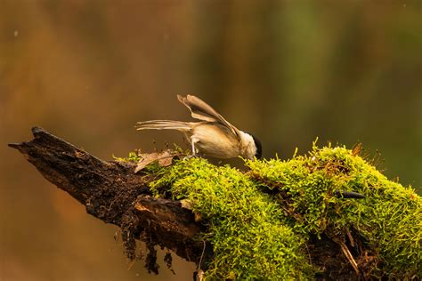 3 000 Foto Pap Payudara Bugil Terbaik · Unduh Gratis 100 · Foto Stok Pexels