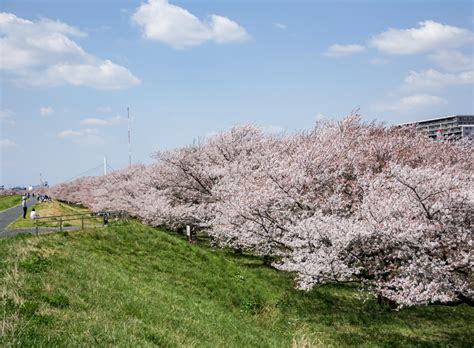 戸田の桜並木 By Golo （id：11695089） 写真共有サイトphotohito