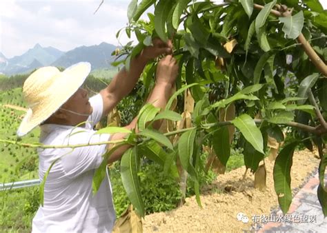 八合村：芒果产业成为农民增收致富“新法宝”种植