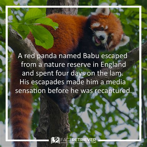 Babu The Red Panda 32 Interesting Facts