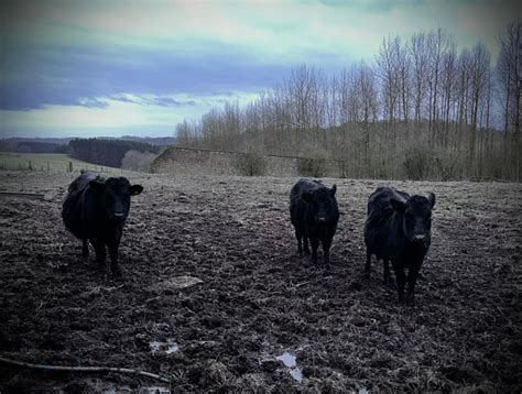 Meet The Mini Moos Travel Buddies