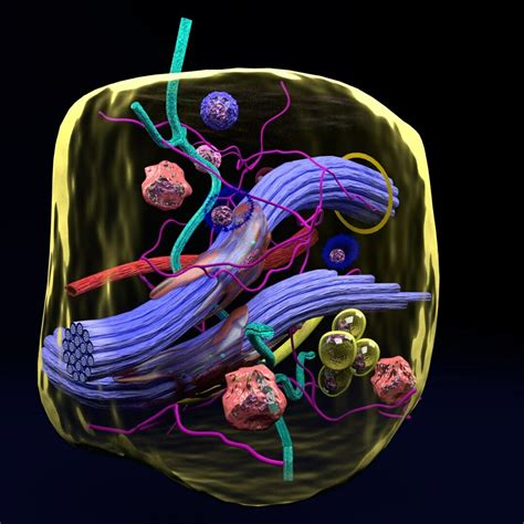 Stl File 3d Connective Tissue Elements Labelled 📚 ・3d Printer Design To